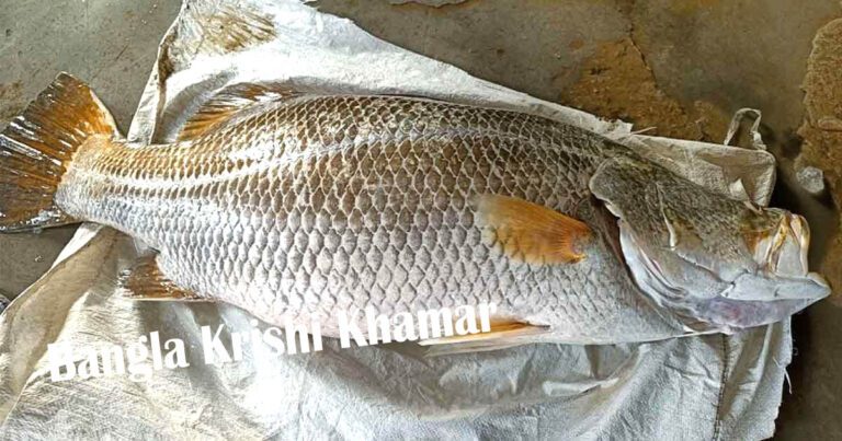 India Fish Market - Fresh Fish,Scampi,Prawn,Crabs Wholesaler