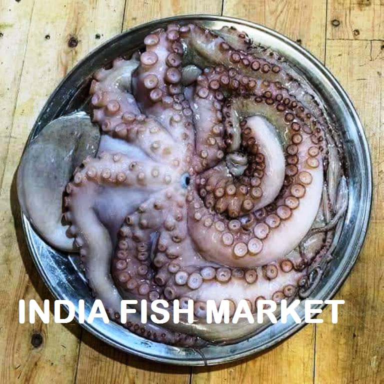IQF Frozen Octopus Price per Kg India –Buy Octopus at Wholesale